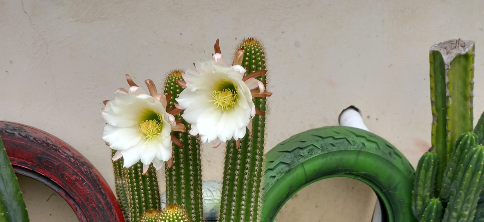 Cacti love it here - katoomba